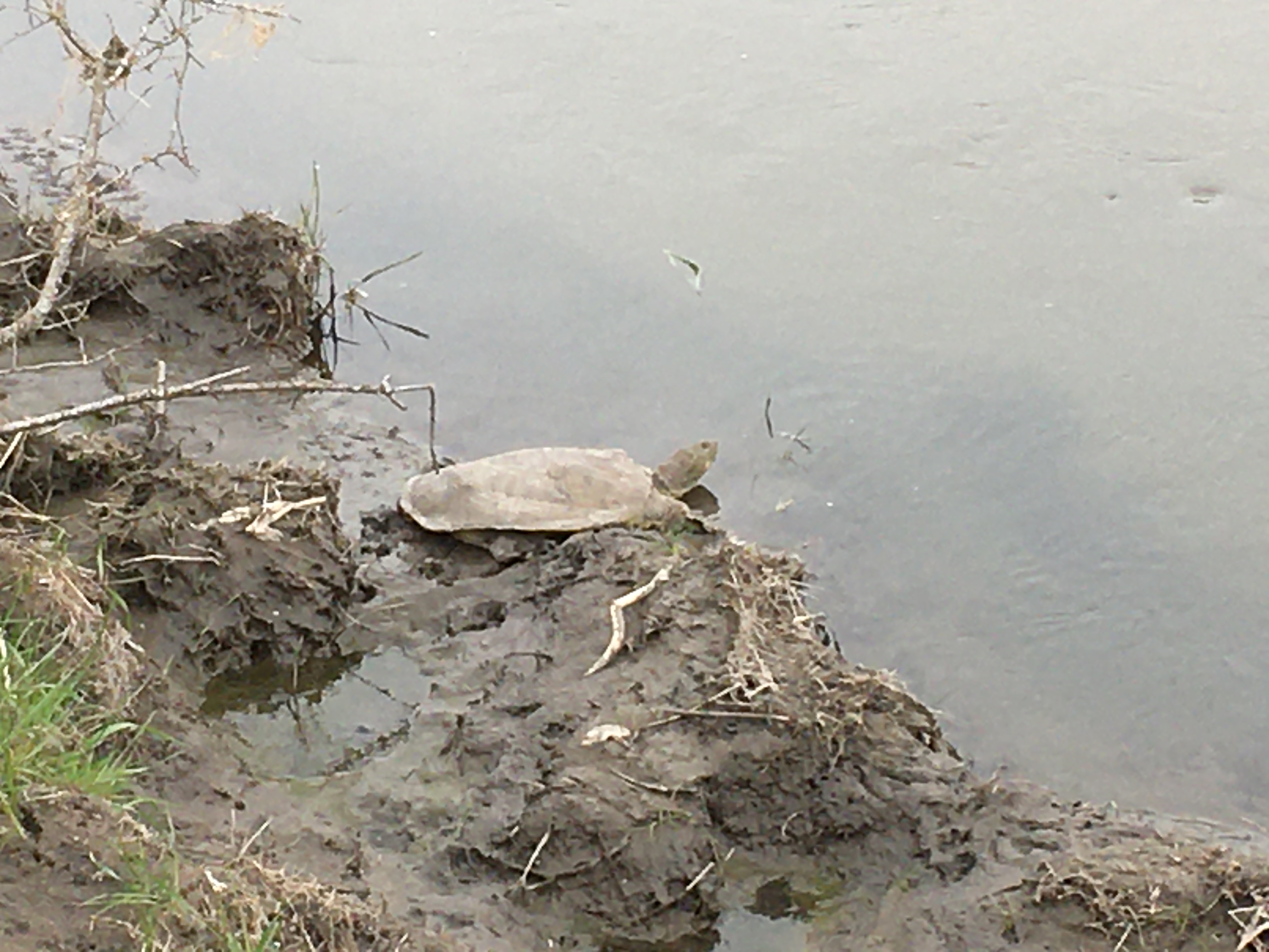 Animals in the Oxbow | Lone Tree Farm on Kanaranzi Creek