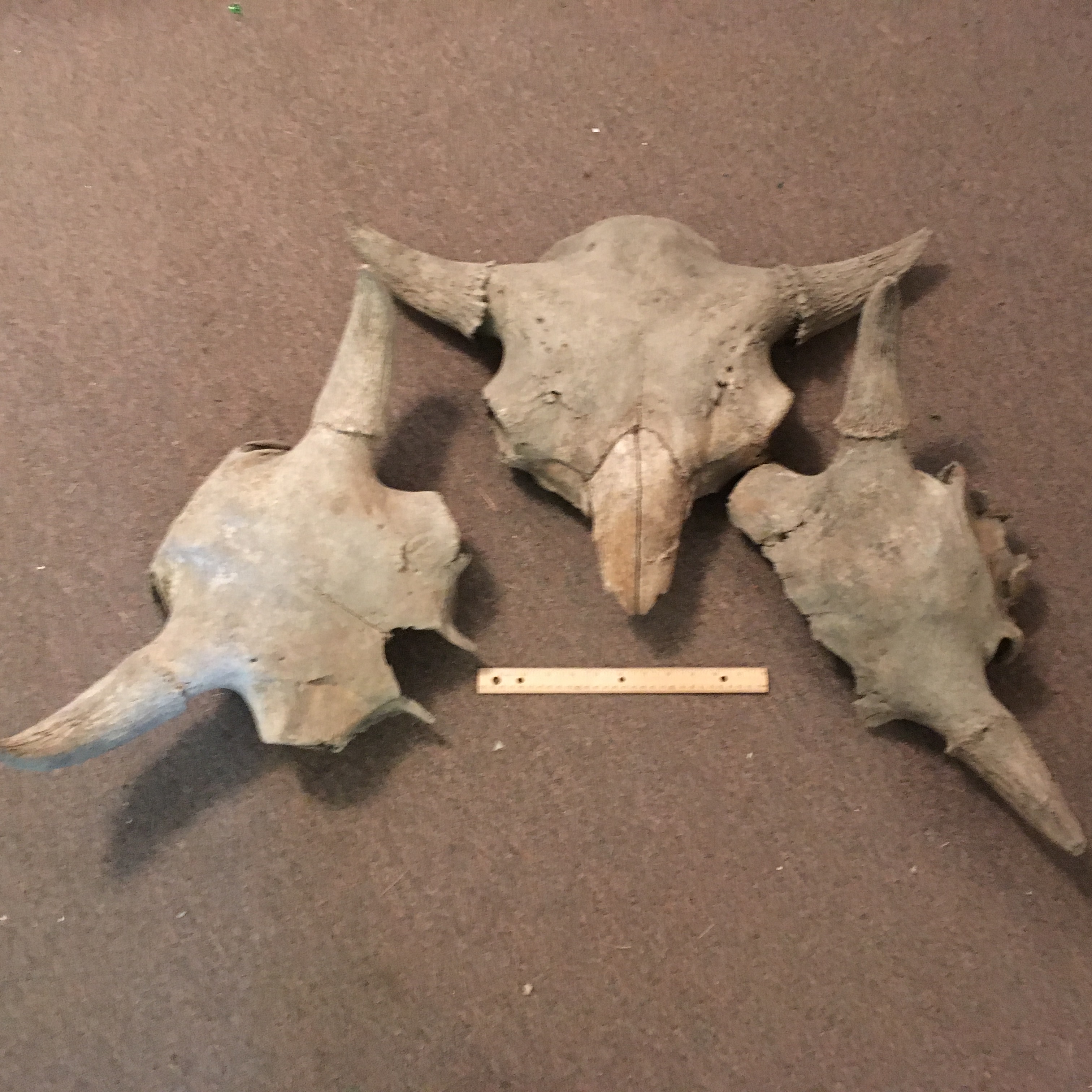 Prehistoric Corn Cobs | Lone Tree Farm on Kanaranzi Creek