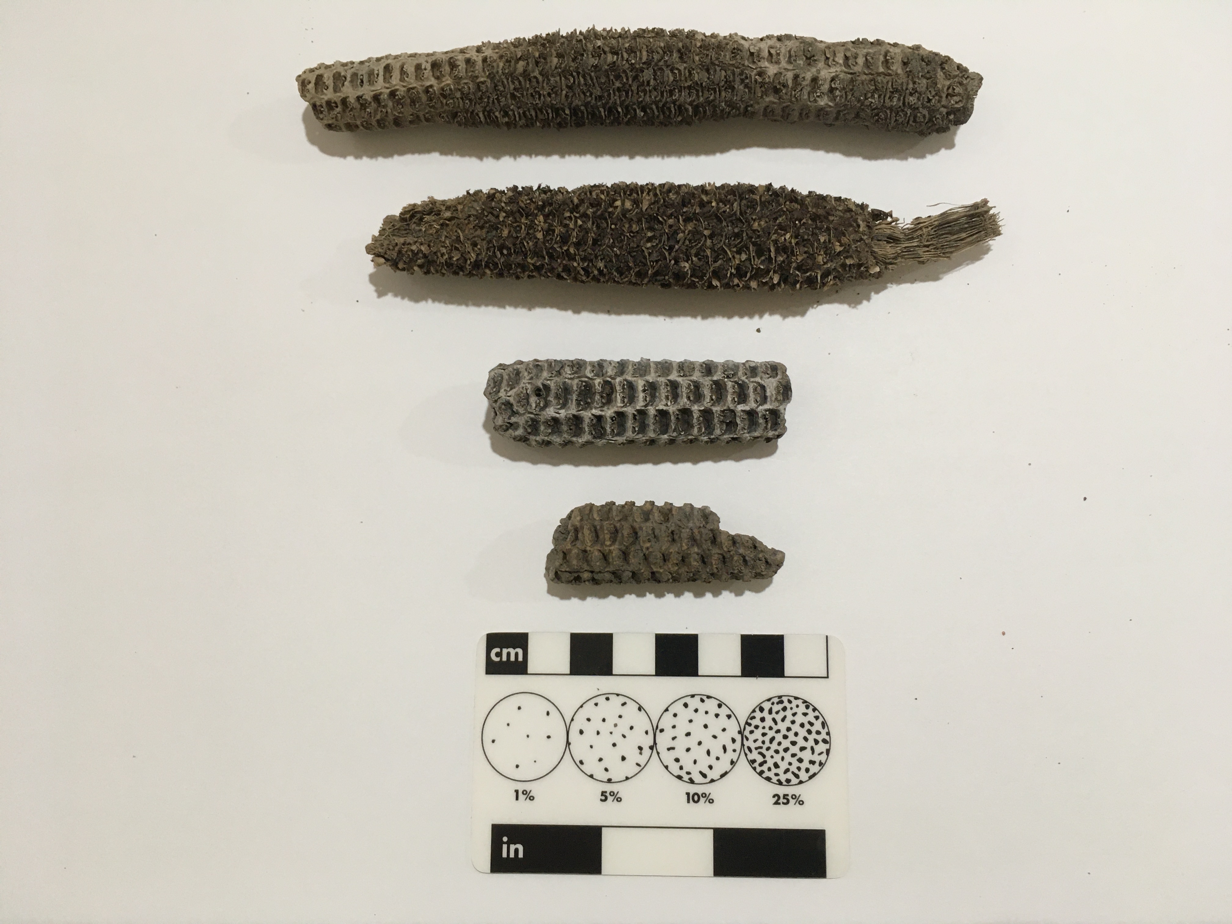 Prehistoric Corn Cobs | Lone Tree Farm on Kanaranzi Creek