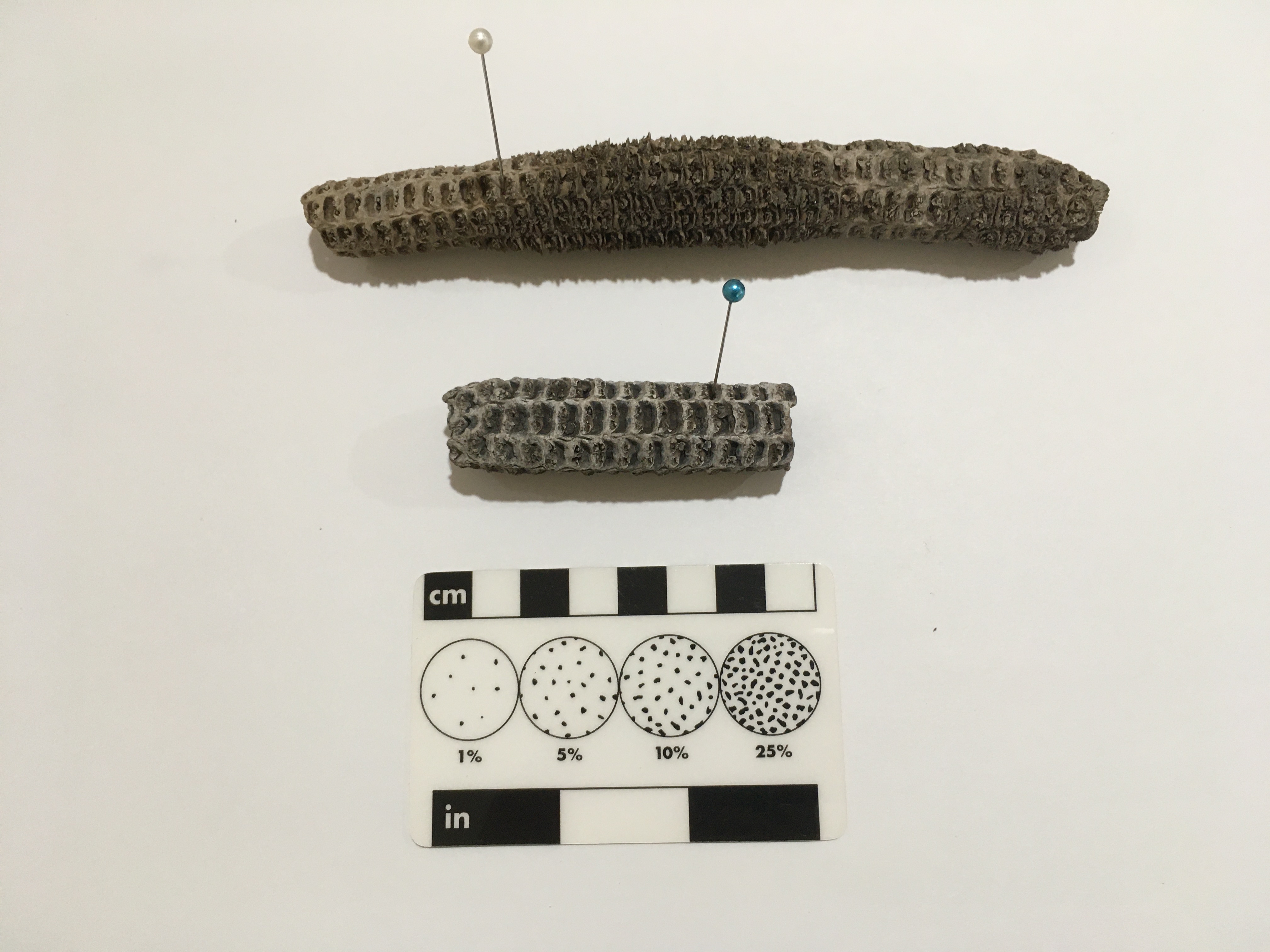 Prehistoric Corn Cobs | Lone Tree Farm on Kanaranzi Creek