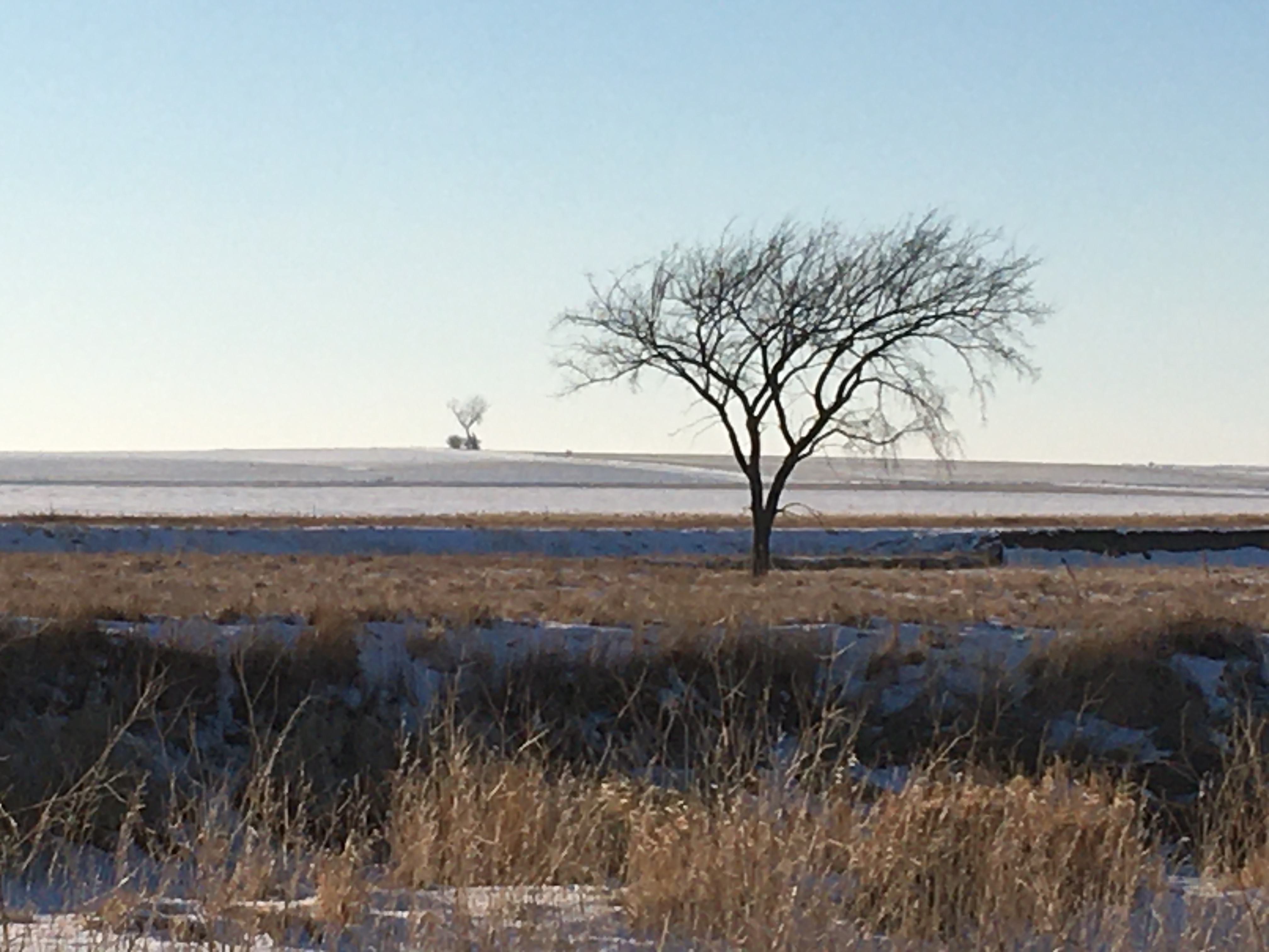 Lone Trees | Lone Tree Farm on Kanaranzi Creek